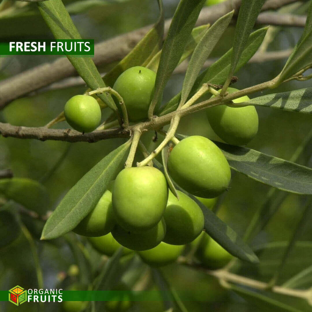Lebanese Organic Fruits