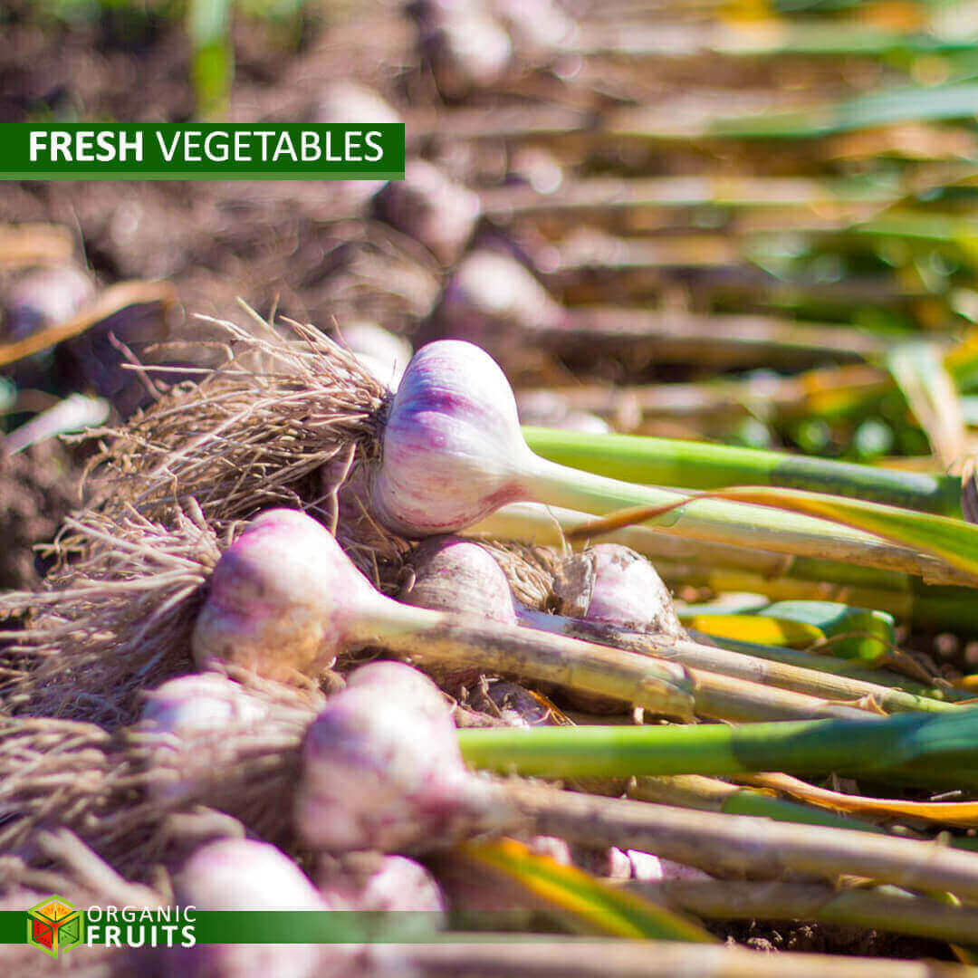 Lebanese Organic Vegetables